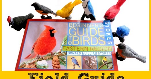 Childhood Beckons: Field Guide Practice and a Giveaway with Safari Ltd!