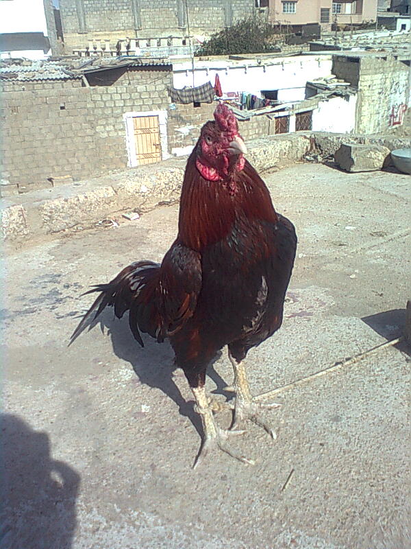 ASEEL FIGHTER PHOTOS - ASEEL FIGHTER PHOTOS