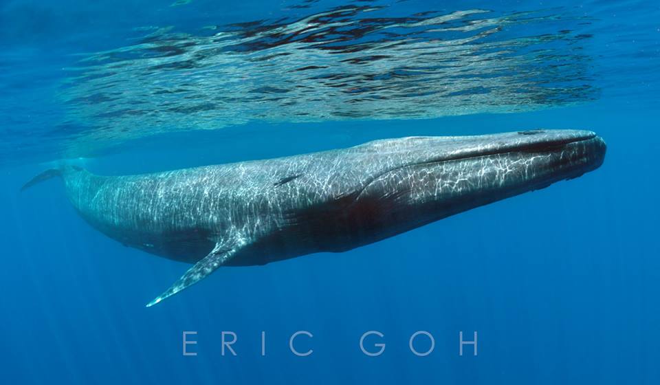 uwphotographers: UWP: ERIC GOH (Goh Diving)