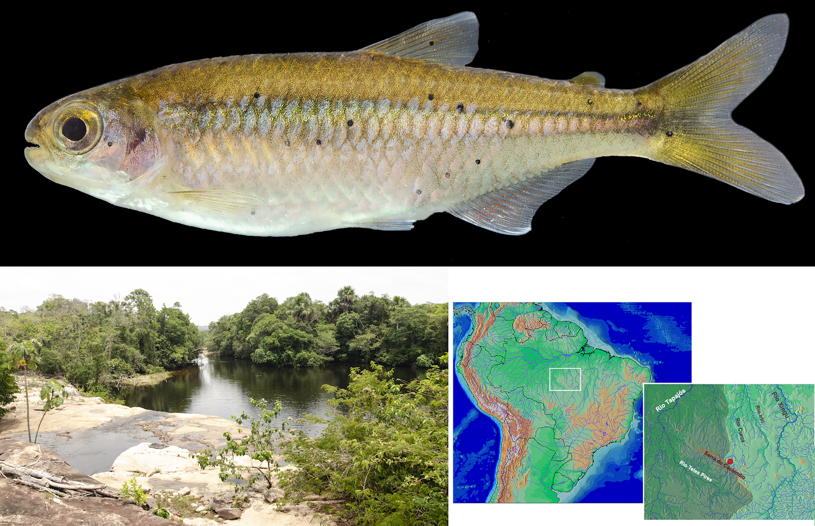 Species New to Science: [Ichthyology • 2019] Knodus nuptialis • A New ...