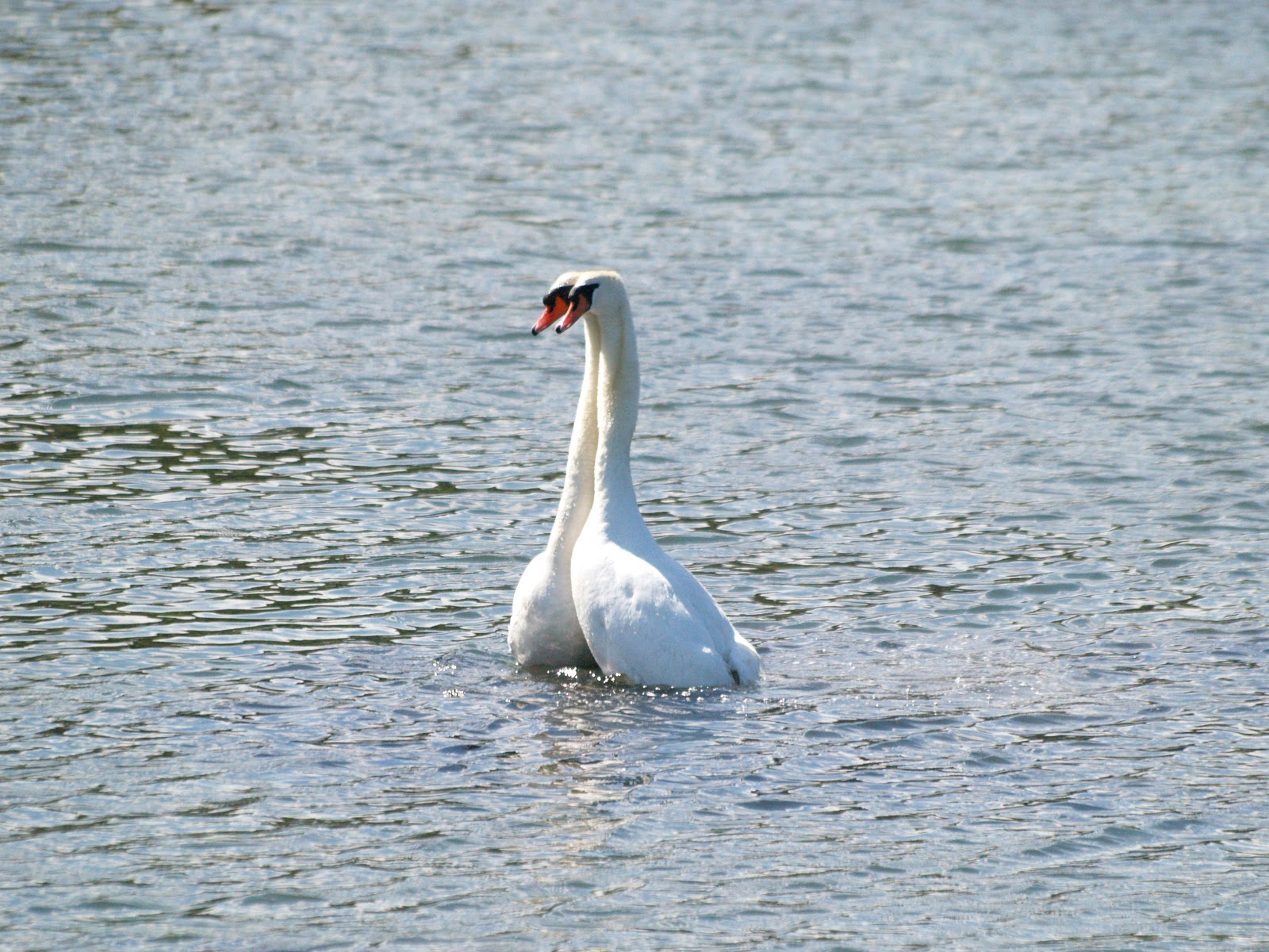 Fotografiando mi Mundo: Cisnes...padres felices y los polluelos ...