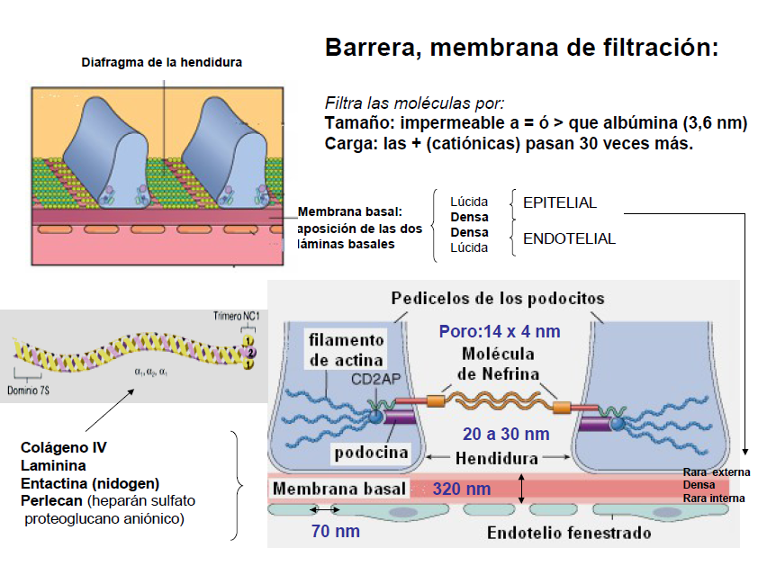 Membrana Basal Glomerular