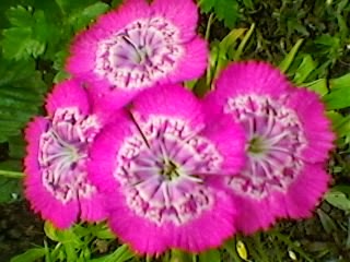 Pamflet, schita umoristica: Fotografii. FLORI DIN GRADINA MEA ...