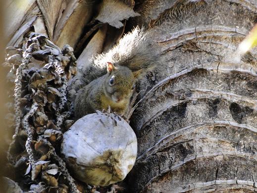 Sarzedo Ecologia: Caxinguelê: o esquilo brasileiro
