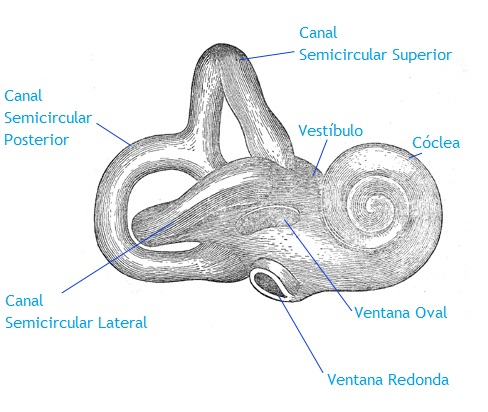 Anatomía oído: Oído Interno ~ Audiología didáctica para estudiantes
