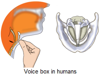 Notes of Ch 13 Sound| Class 8th Science