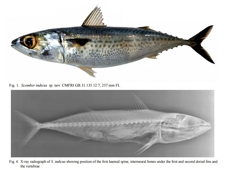 Species New to Science: [Ichthyology • 2016] Scomber indicus • A New ...