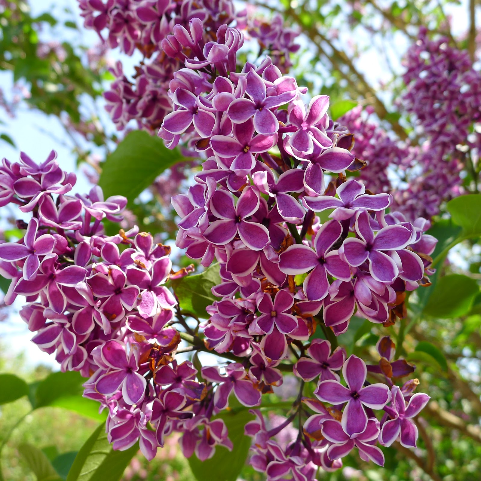 Good Life Northwest: A PHOTO TOUR OF THE HULDA KLAGER LILAC GARDENS