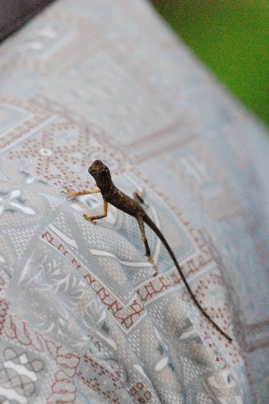 Singapore Wild Animals: Singapore Lizards