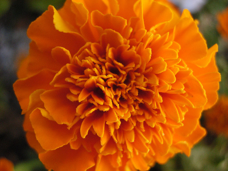 INDIA SAIJIKI ..... (WKD - INDIA): Marigold Tagetes
