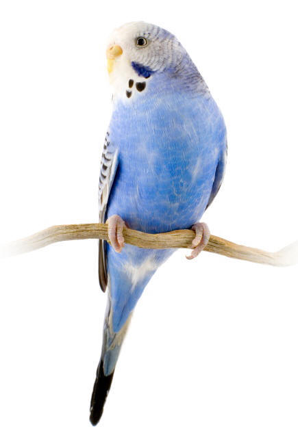 ENSIO OLUT : ENSIO OLUT JA USAN OSAVALTIOIDEN HASSUT LAIT MICHIGAN ...