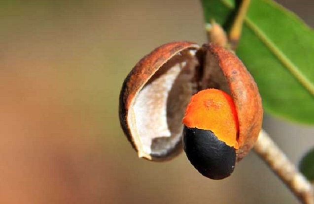 Meio Ambiente: Copaifera spp - Copaíba