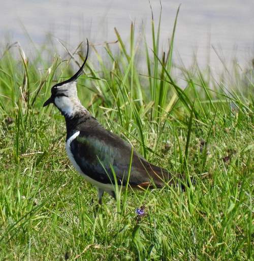 Northern lapwing images | Birds of India | Bird World