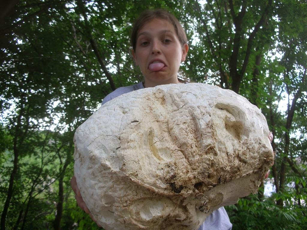 The Giant Puffball: Nature’s Orbicular Idiosyncrasy ~ Kuriositas