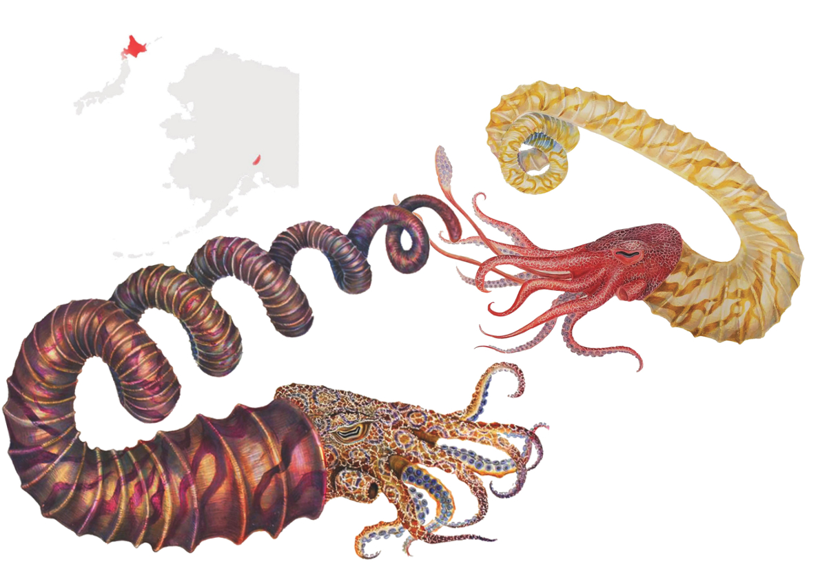 Heteromorphic Ammonoids of the Matanuska Formation, Turonian, Alaska ...