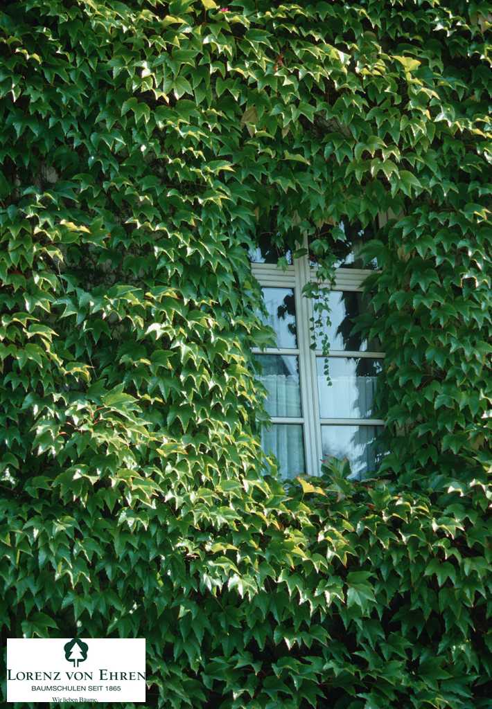tra orto e giardino: Parthenocissus Tricuspidata o Vite americana