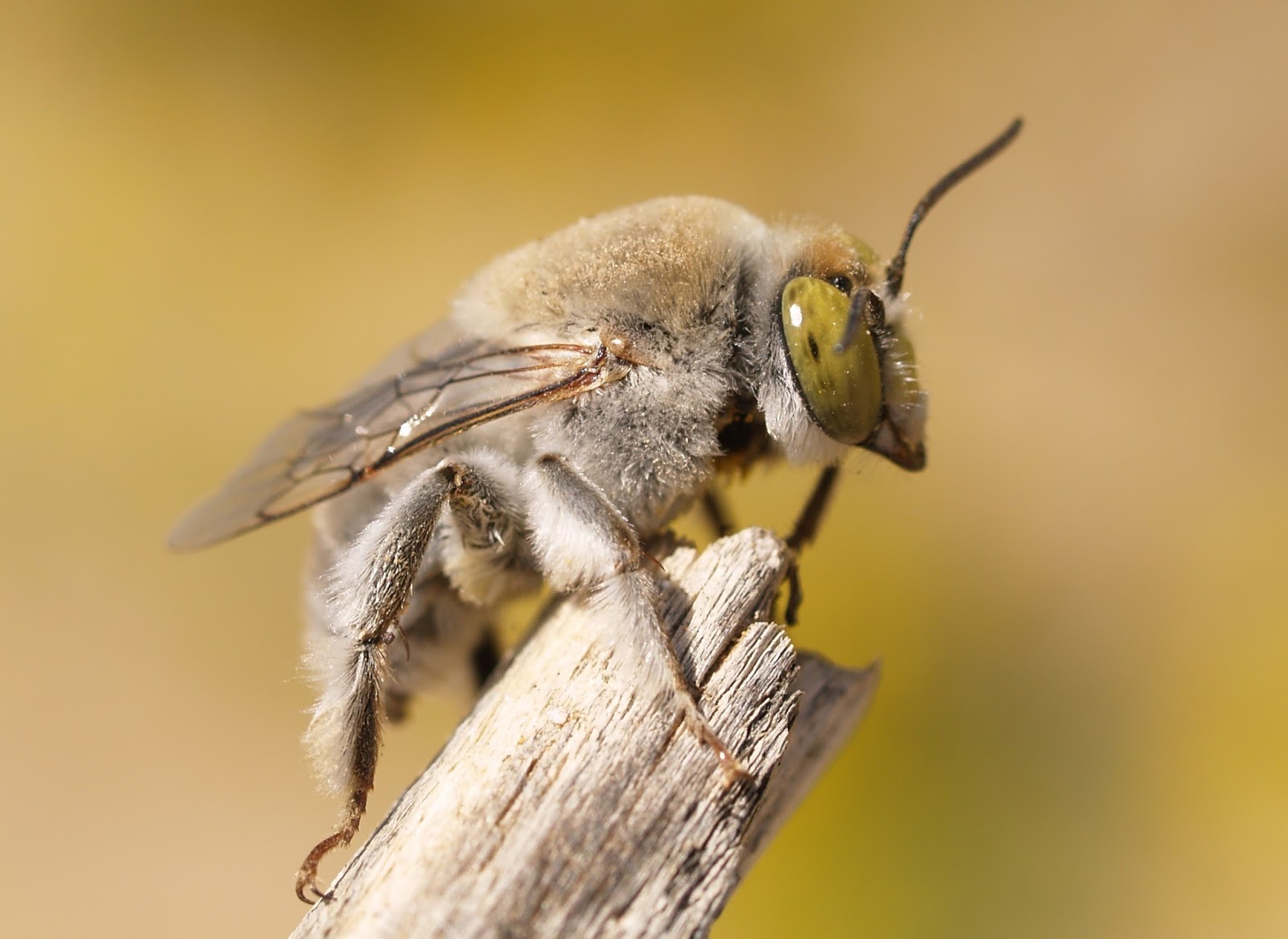Arizona: Beetles, Bugs, Birds and more: Sexual dimorphism of Centris Bees