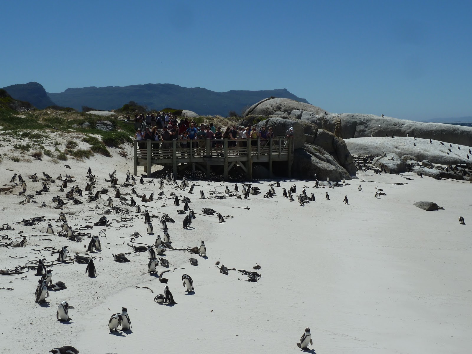 Auf nach Südafrika: Constantia - Boulders Beach - Cape Point - Kap der guten Hoffnung - Constantia