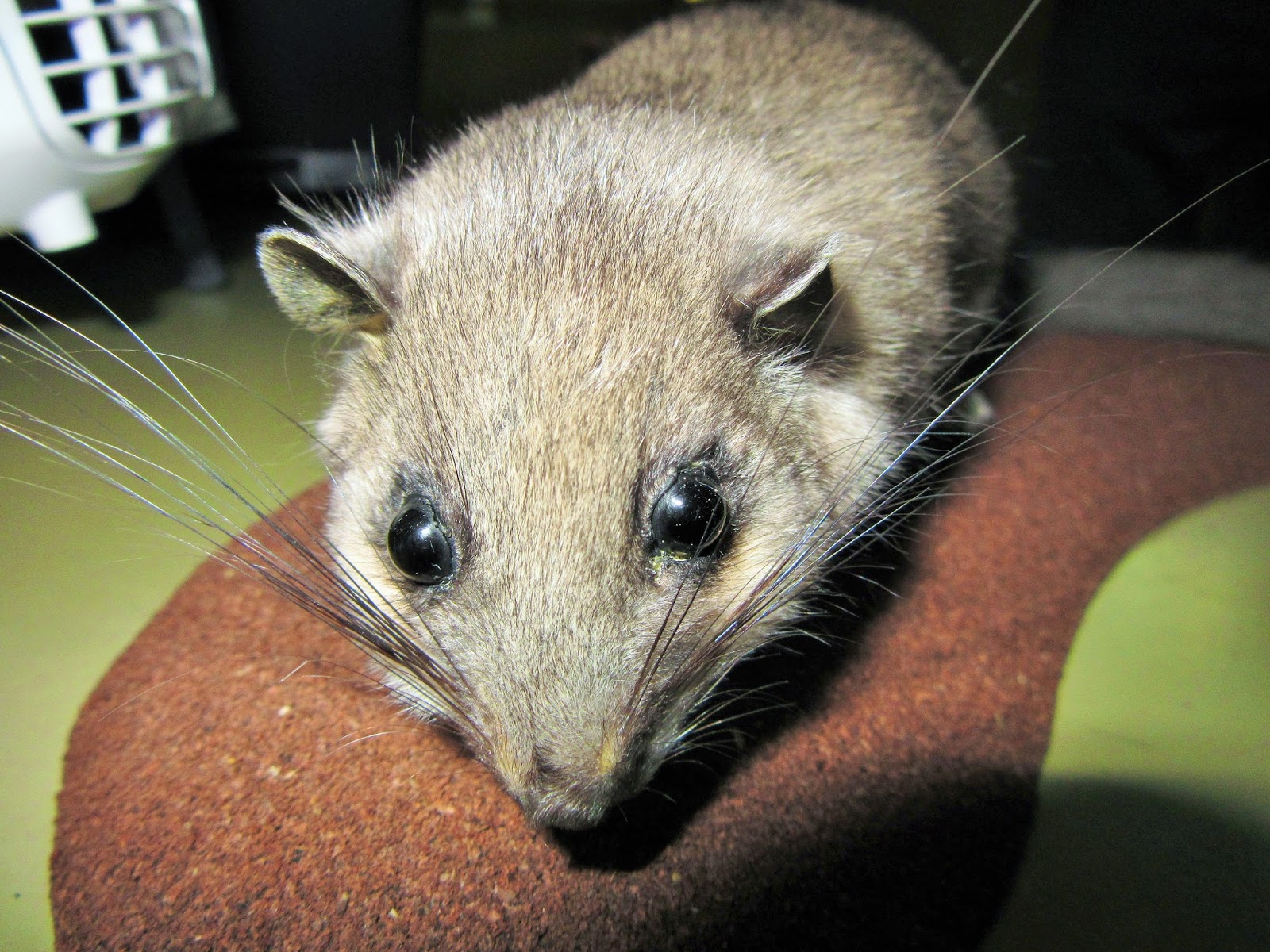 Bug Mad Girl: Glis glis, the edible dormouse
