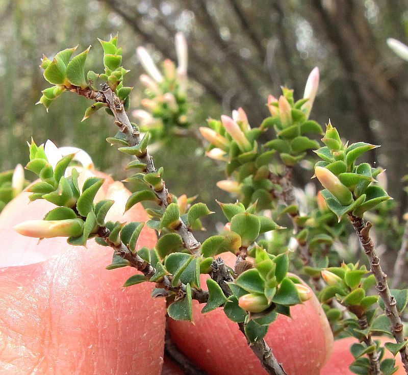 Esperance Wildflowers: Styphelia exserta - Heath