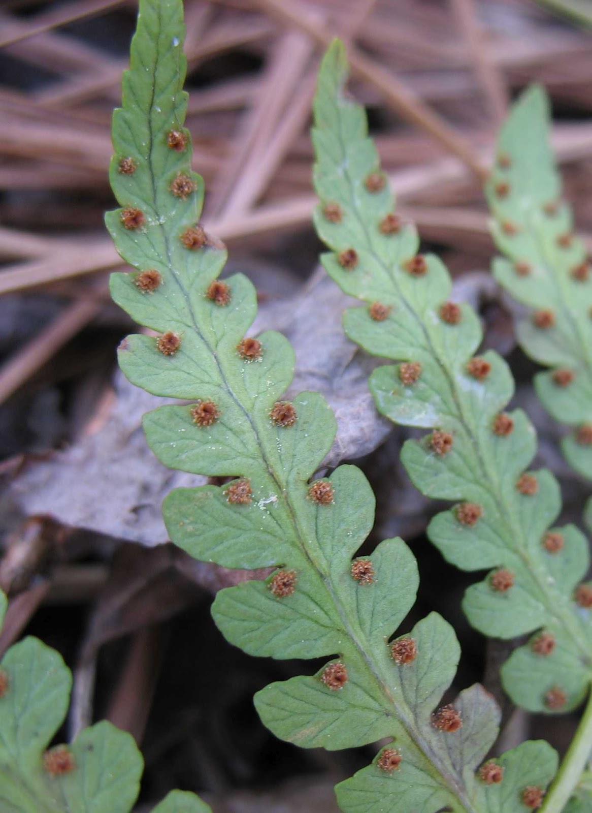 Using Georgia Native Plants: Ferns That Work For You