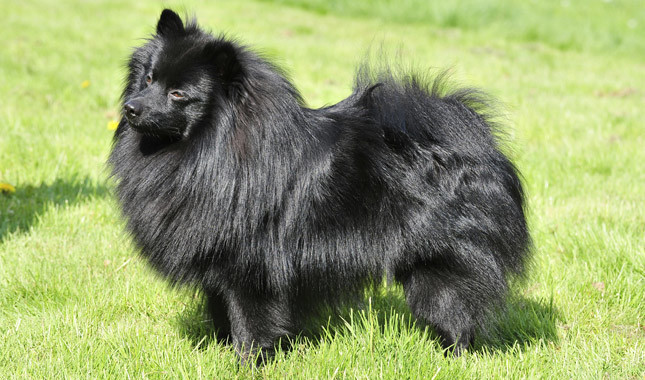 dog side stories: German Spitz Klein /Small ( Γερμανικό Σπιτς Μικρό)