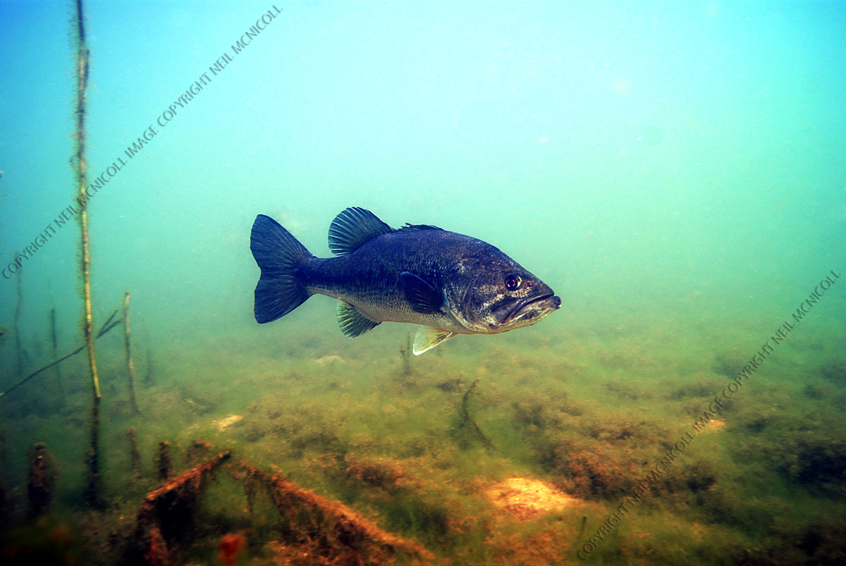 Freshwater Fish Photographs: Bass