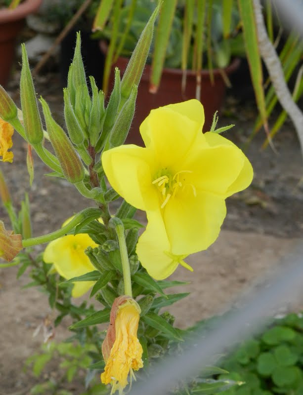naturconsejos: ONAGRA (Oenothera biennis)