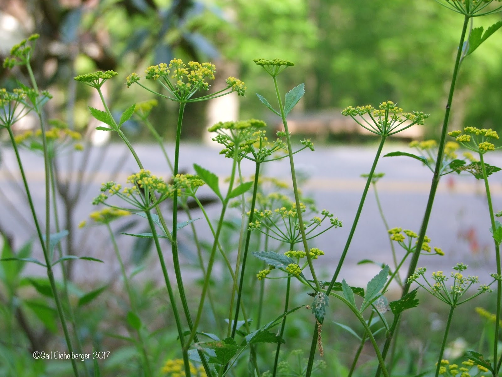 clay and limestone: Wildflower Wednesday: Golden Alexander