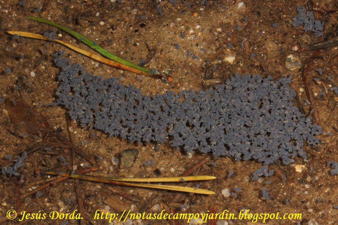 Notas de campo y jardín: Colémbolos, saltadores con pértiga incorporada.