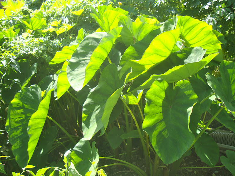 Taste of Nepal: Karkalo-Gaava-Pidhaalu - Taro (कर्कलो-गाभा-पिँडालु)