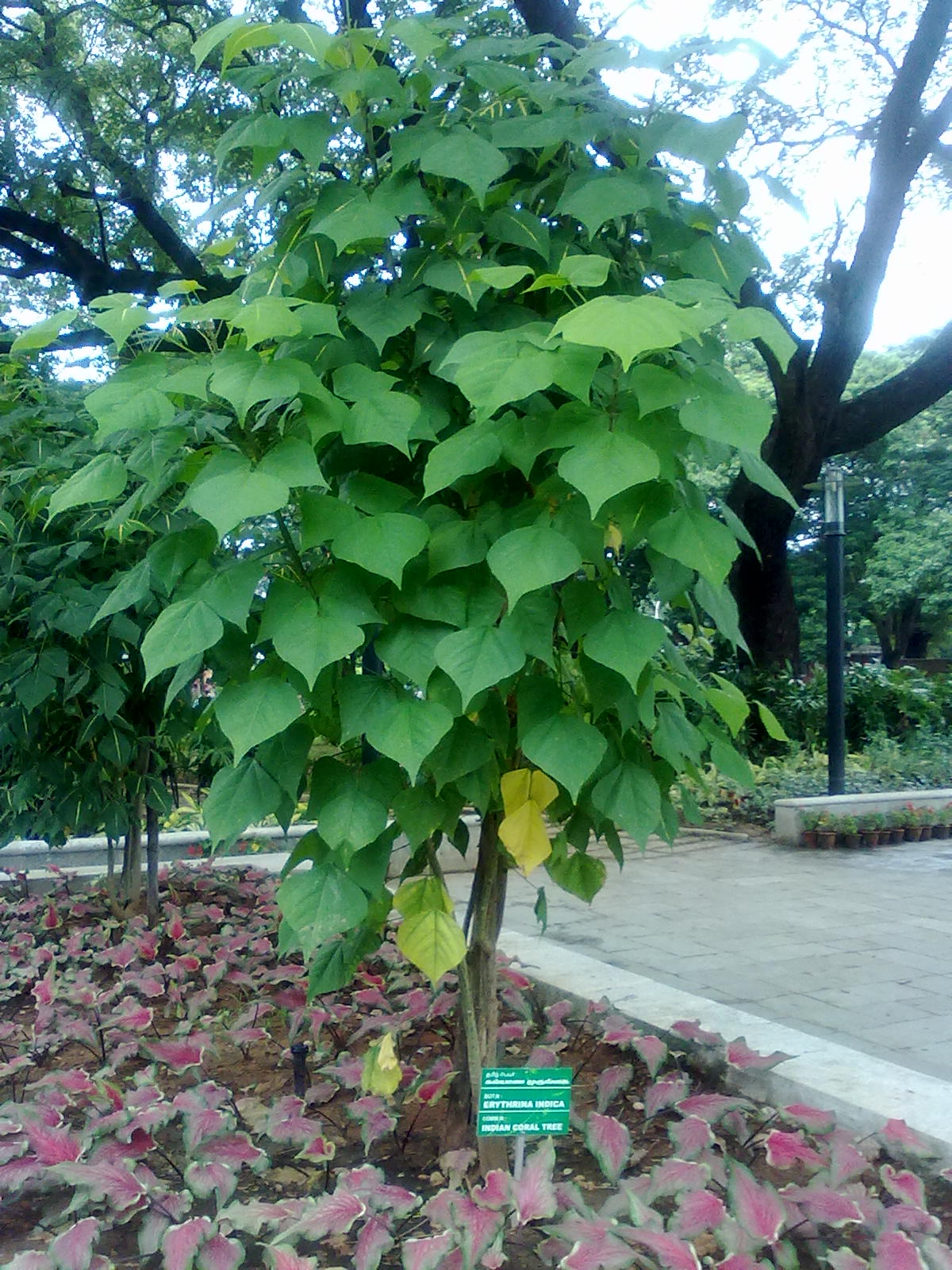 Prakruti -Mother Nature: Indian Coral tree-Mandara