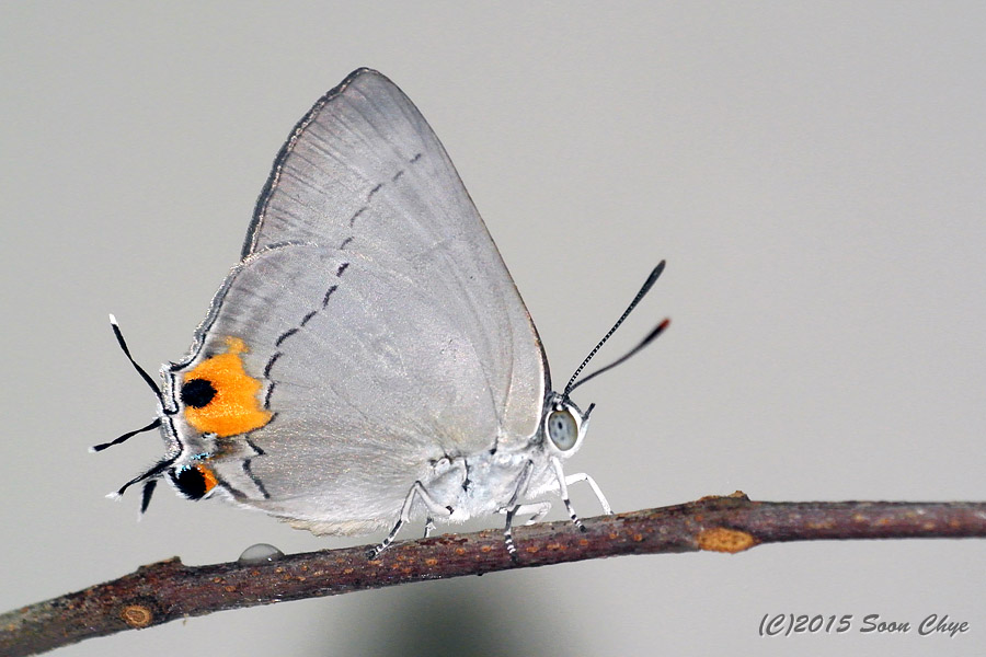 Butterflies of Malaysia & Singapore: Partial life history of the White ...