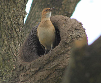 CONOCEMOS LOS ANIMALES: EL HORNERO