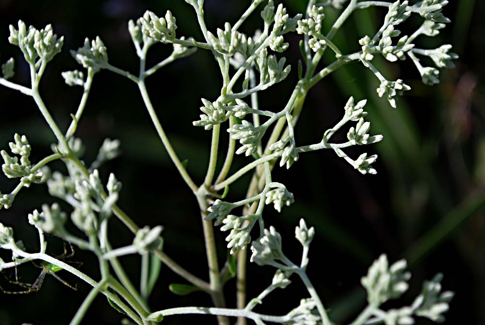 Space Coast Wildflowers: Summer in Tosohatchee, August 3, 2012