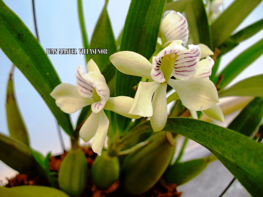 ORQUIDEAS MEXICANAS: Prosthechea radiata