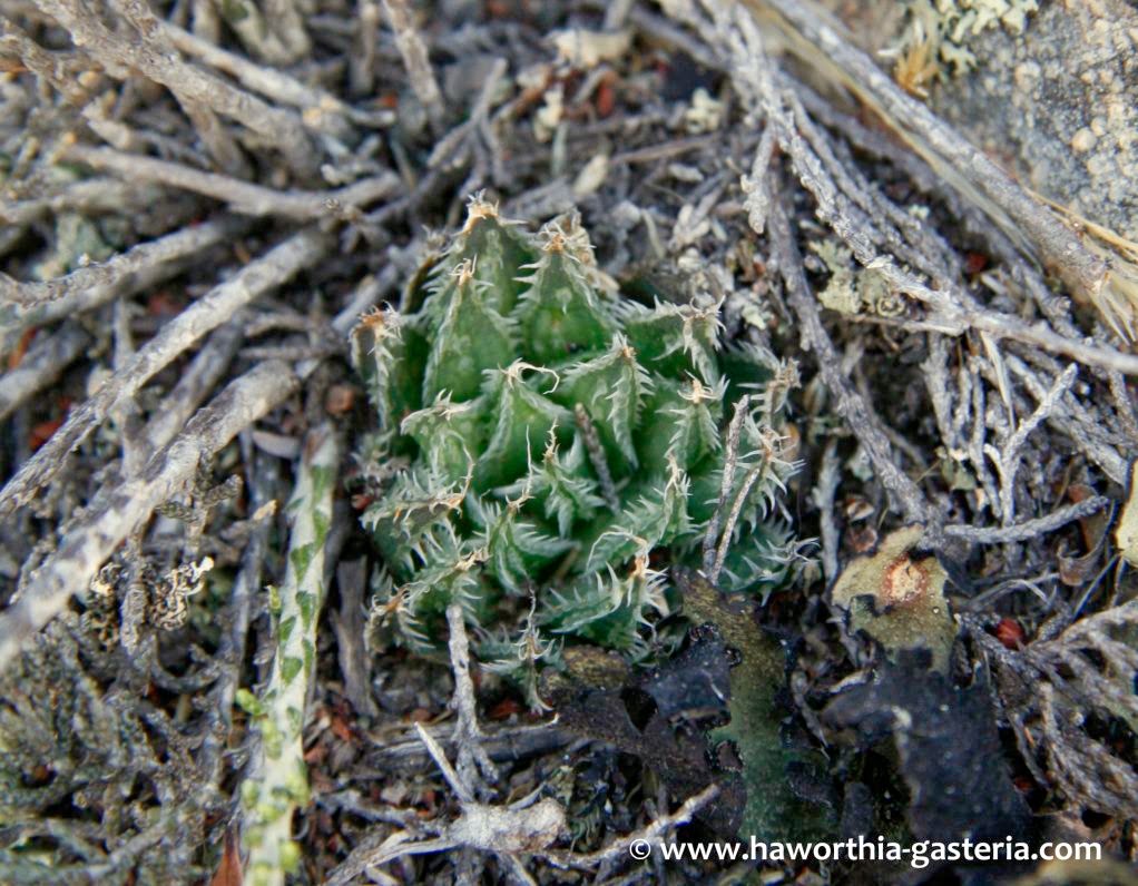 All you wanted to know about Haworthias, Gasterias and Astrolobas ...
