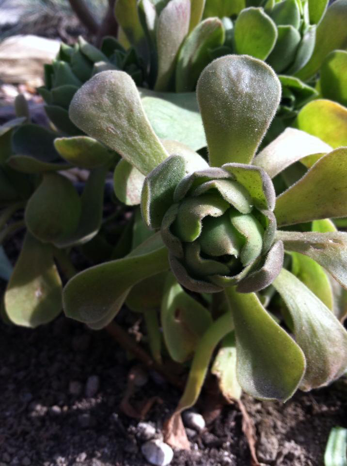 Succulent Succulence: The Elegant Aeonium
