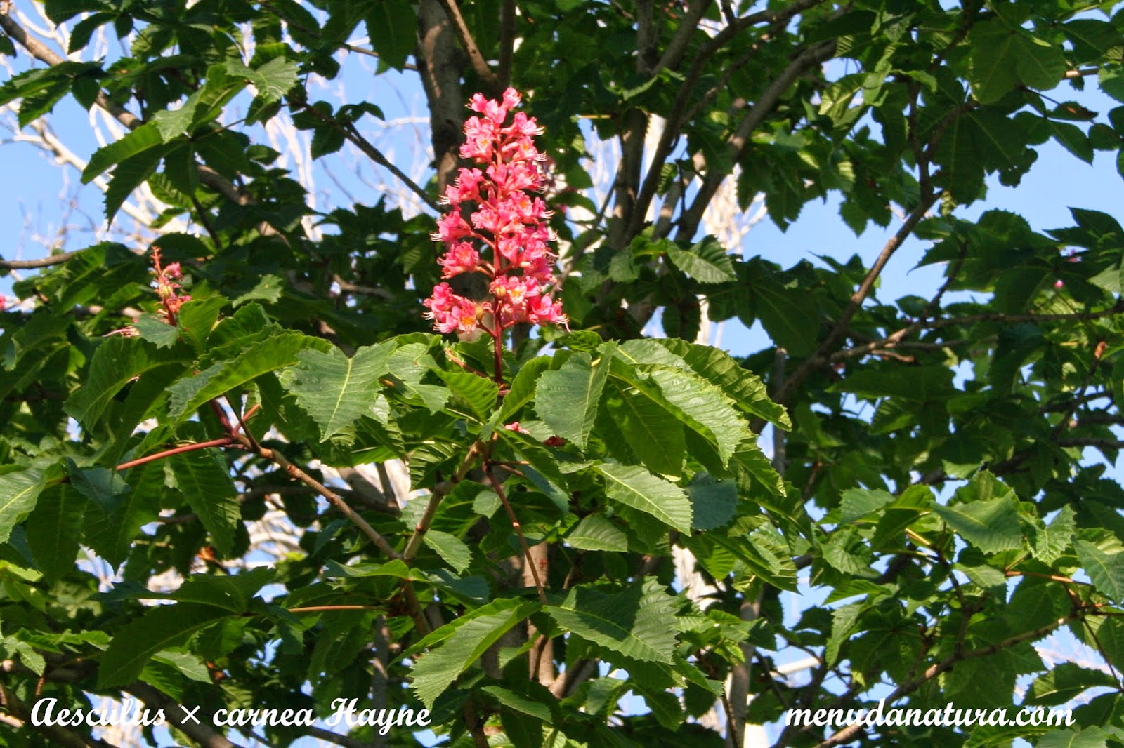 El Jardí de Menuda Natura: Castanyer bord vermell. Castanyer d'Índia ...
