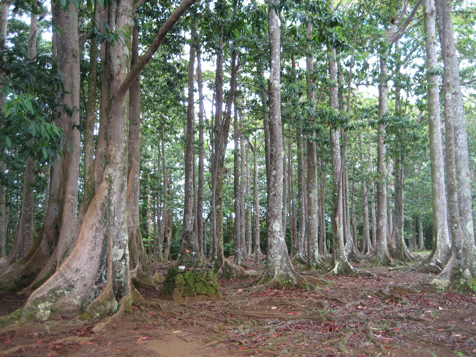 Brindavan in the Bay Area: Rudraksha