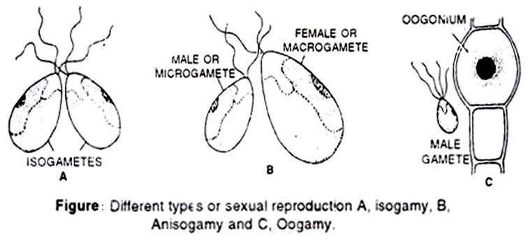 METHODS OF REPRODUCTION IN ALGAE
