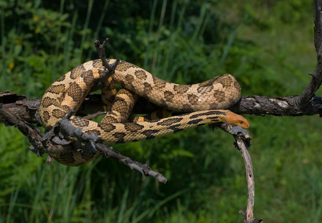Explorations of an Ecologist: The snakes of Ontario - part 3