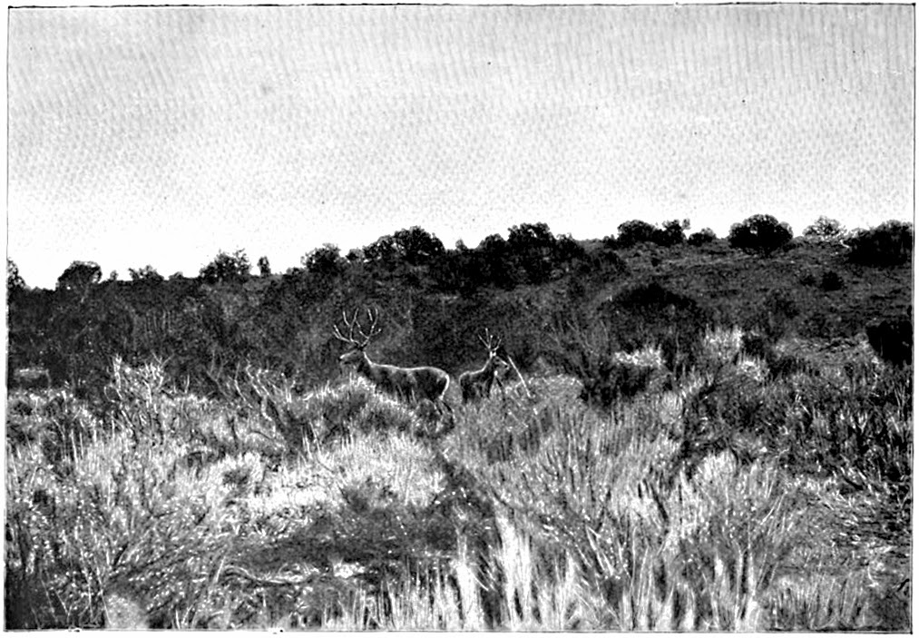 Old Vintage Designs: Free Vintage Hunting Engravings