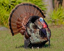 The Villas at Coosawattee: Thanksgiving Traditions in the North Georgia ...