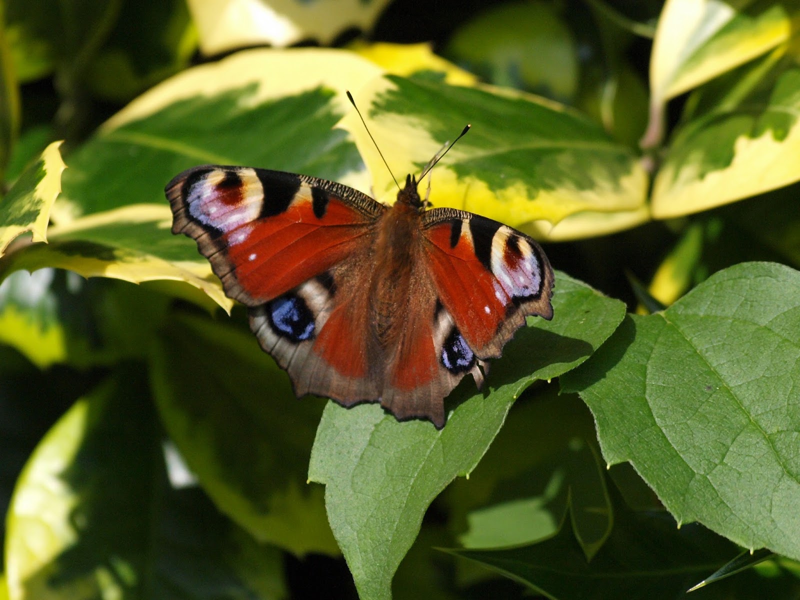 Ragged Robin's Nature Notes: Peacock Flutter, Bee and Moths