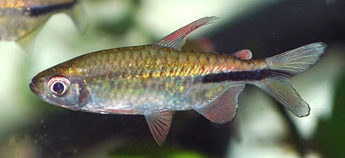 Alma d'Água: Peixes / Characiformes / Alestidae