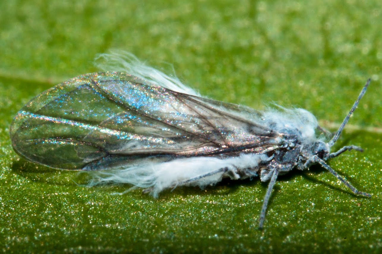 Bugs of Mackie: Woolly Aphid - Eriosomatinae