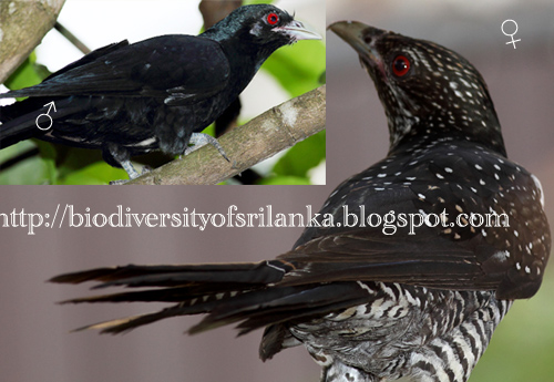 Biodiversity of Sri Lanka: කොහා[Koha]/Asian Koel (Eudynamys scolopaceus)