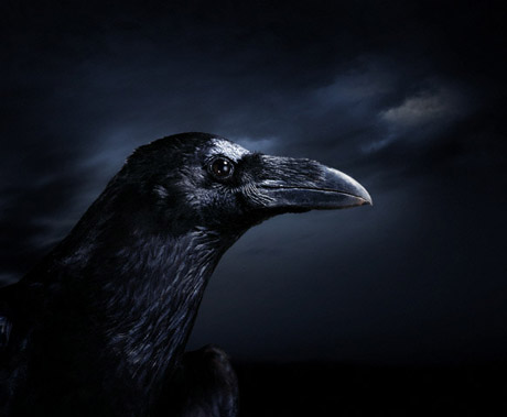 FANTASY: CORVI E CORNACCHIE