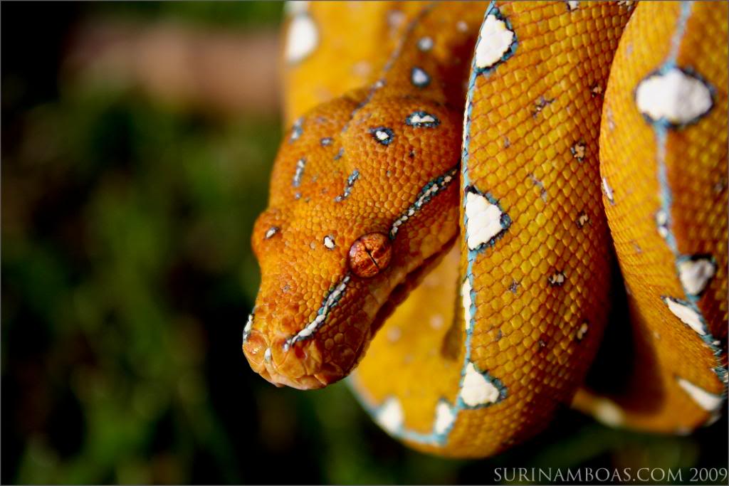 The Texan Herper: Quick Facts